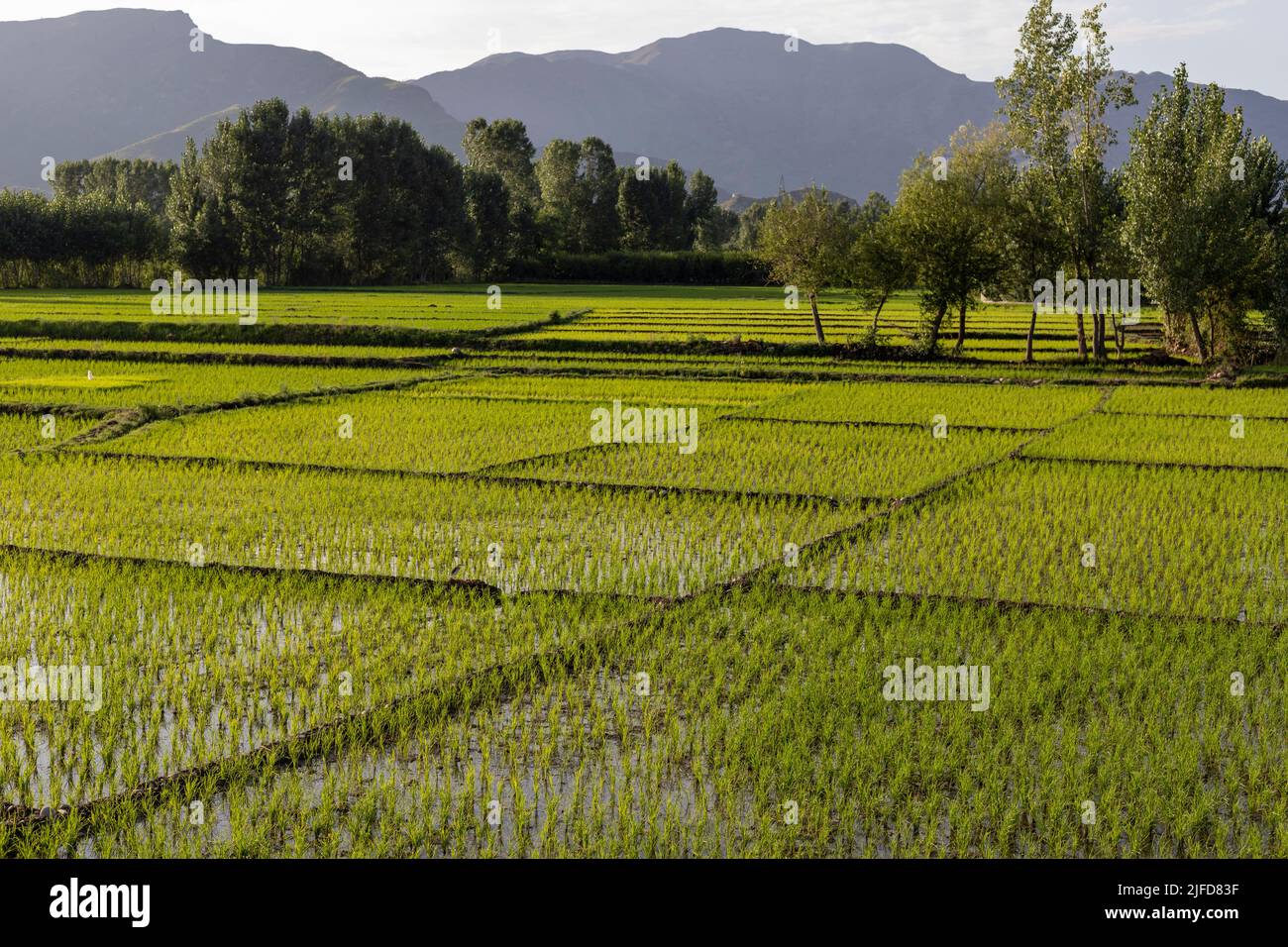 A beautiful scenery and landscape view of rice paddies in Swat Valley ...