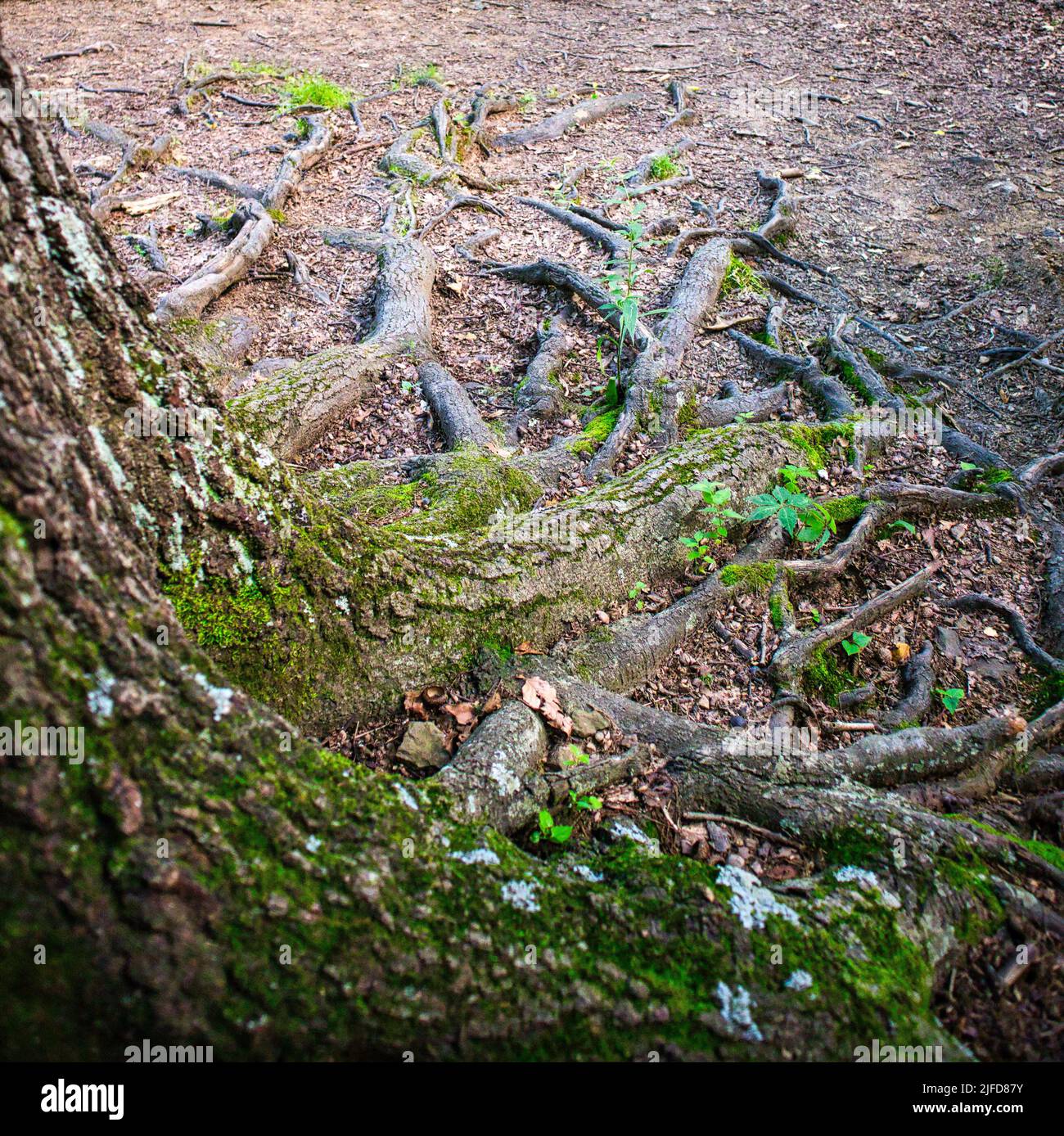 A tree trunk and roots covered with moss Stock Photo - Alamy