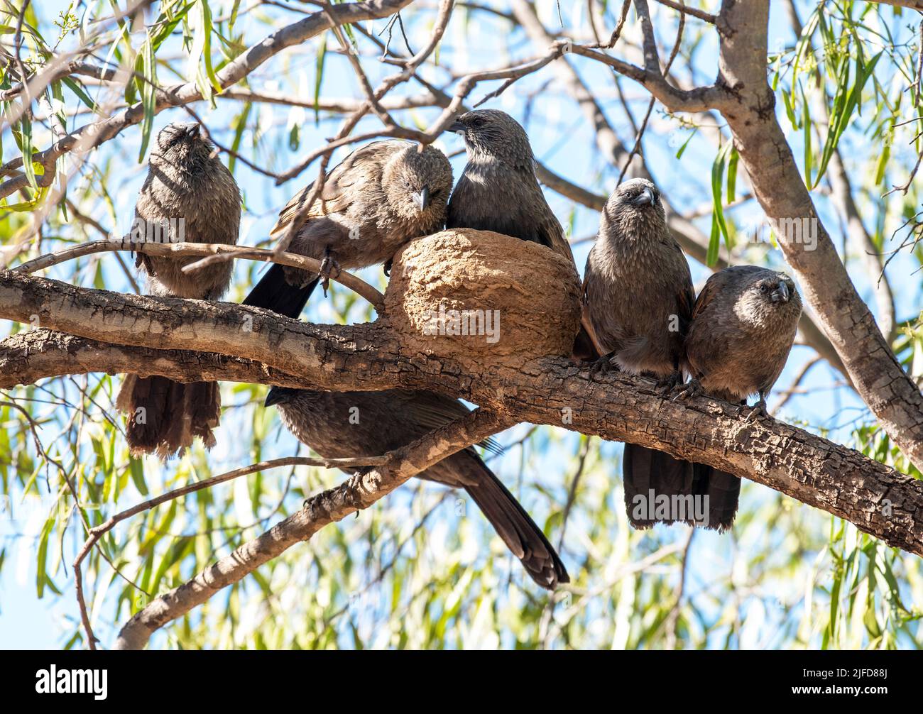 Apostlebirds on mud nest in western Queensland, Australia Stock Photo ...