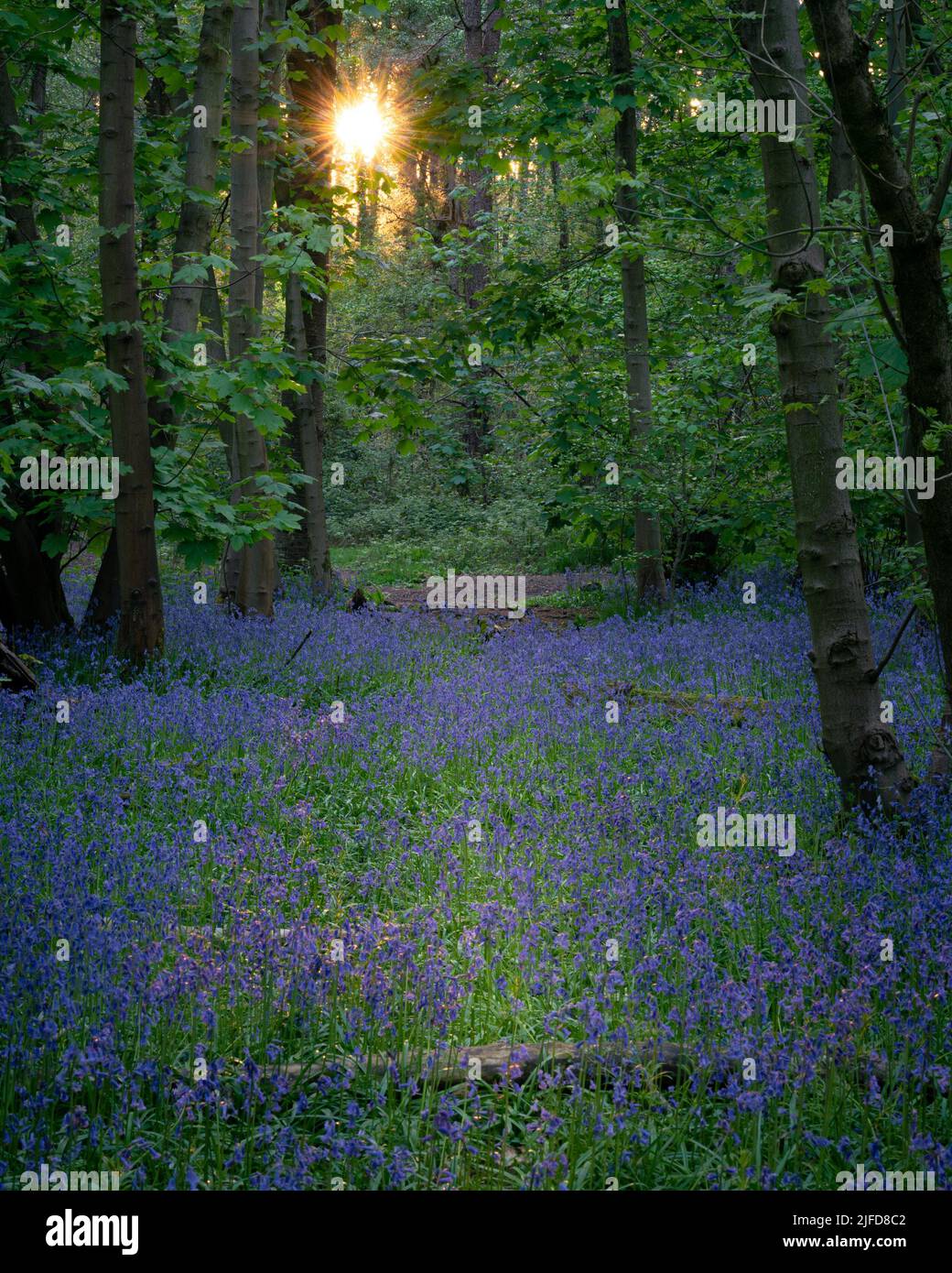 A dark forest and blue flowers with small sunlight passing through the ...