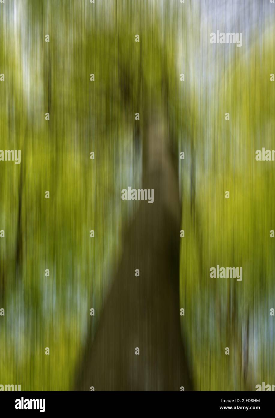 Motion blurred image looking up inside the canopy of a tree. Gives a ...