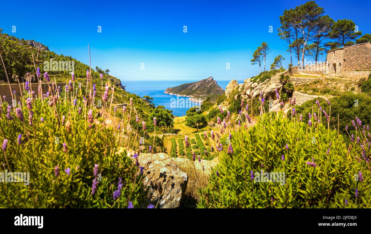 Arbre de la trapa hi-res stock photography and images - Alamy