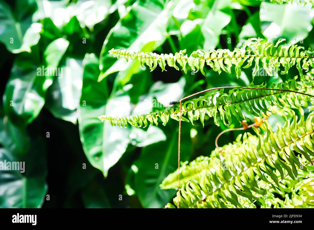 Nephrolepis spp hi-res stock photography and images - Alamy