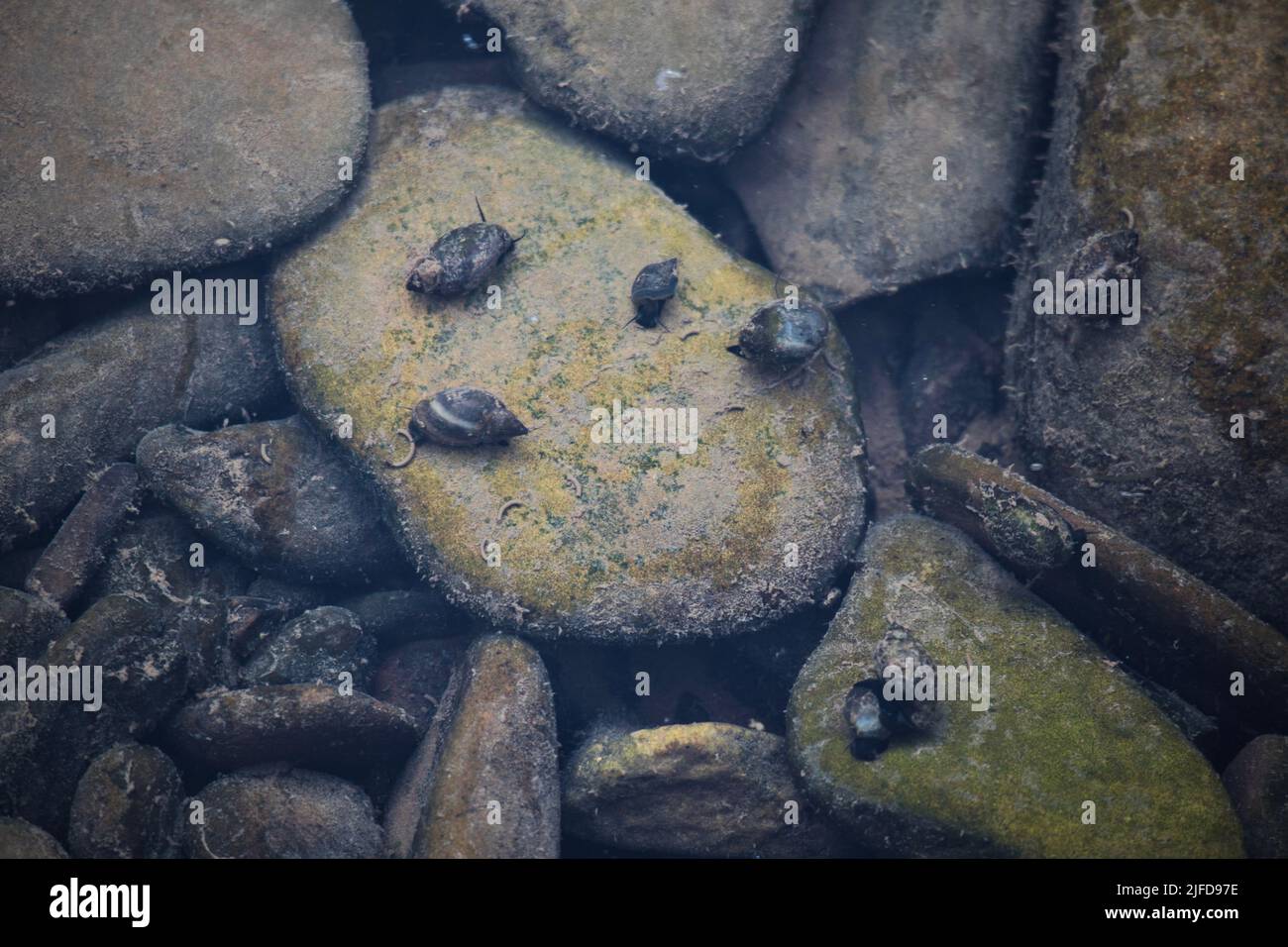 A stone underwater with small snails Stock Photo - Alamy