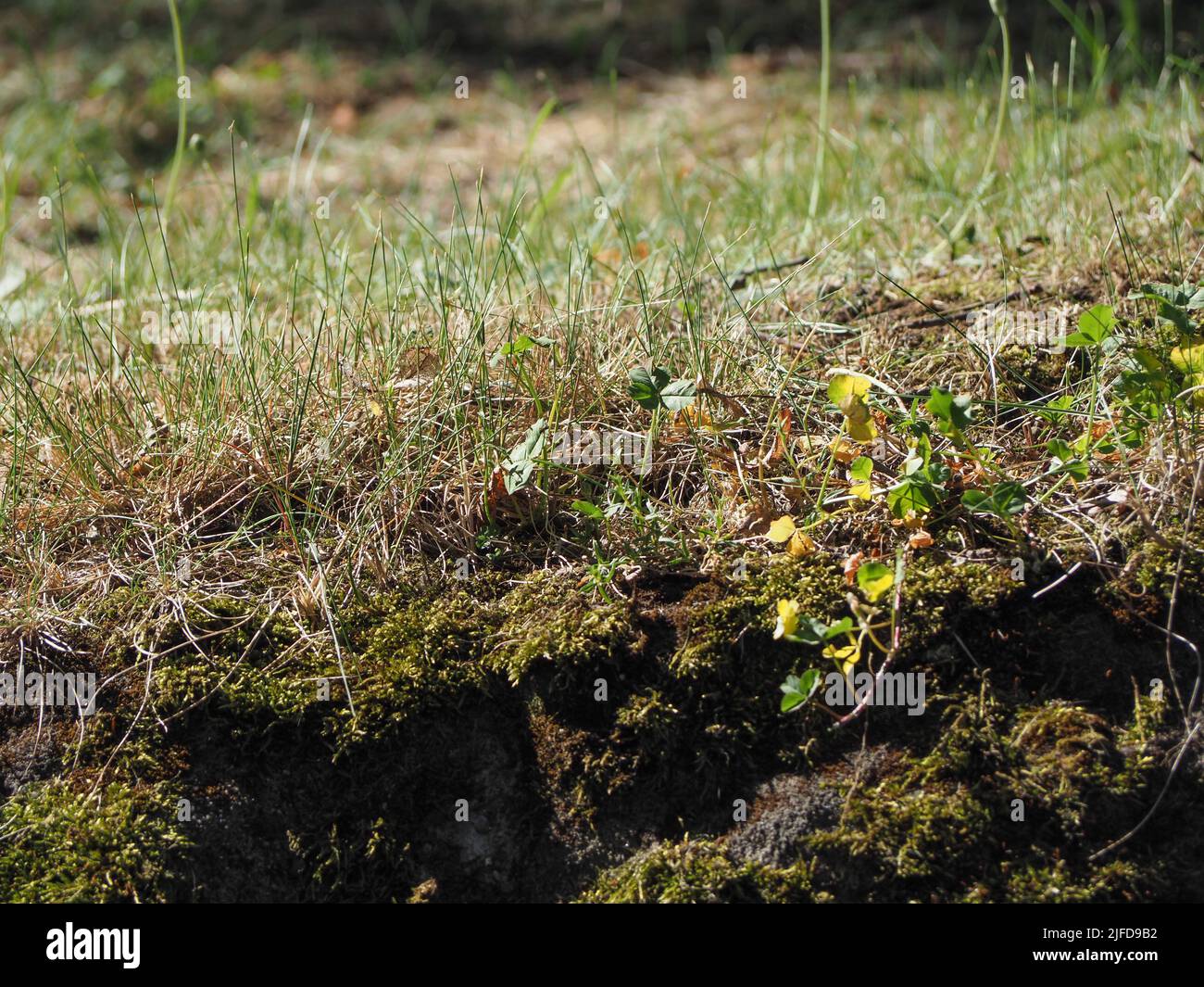 earth section through a meadow showing grass and soil Stock Photo - Alamy