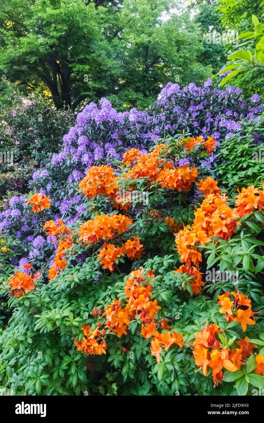 Azaleas in Bloom, Greenwich Park, Greenwich, London, England Stock ...