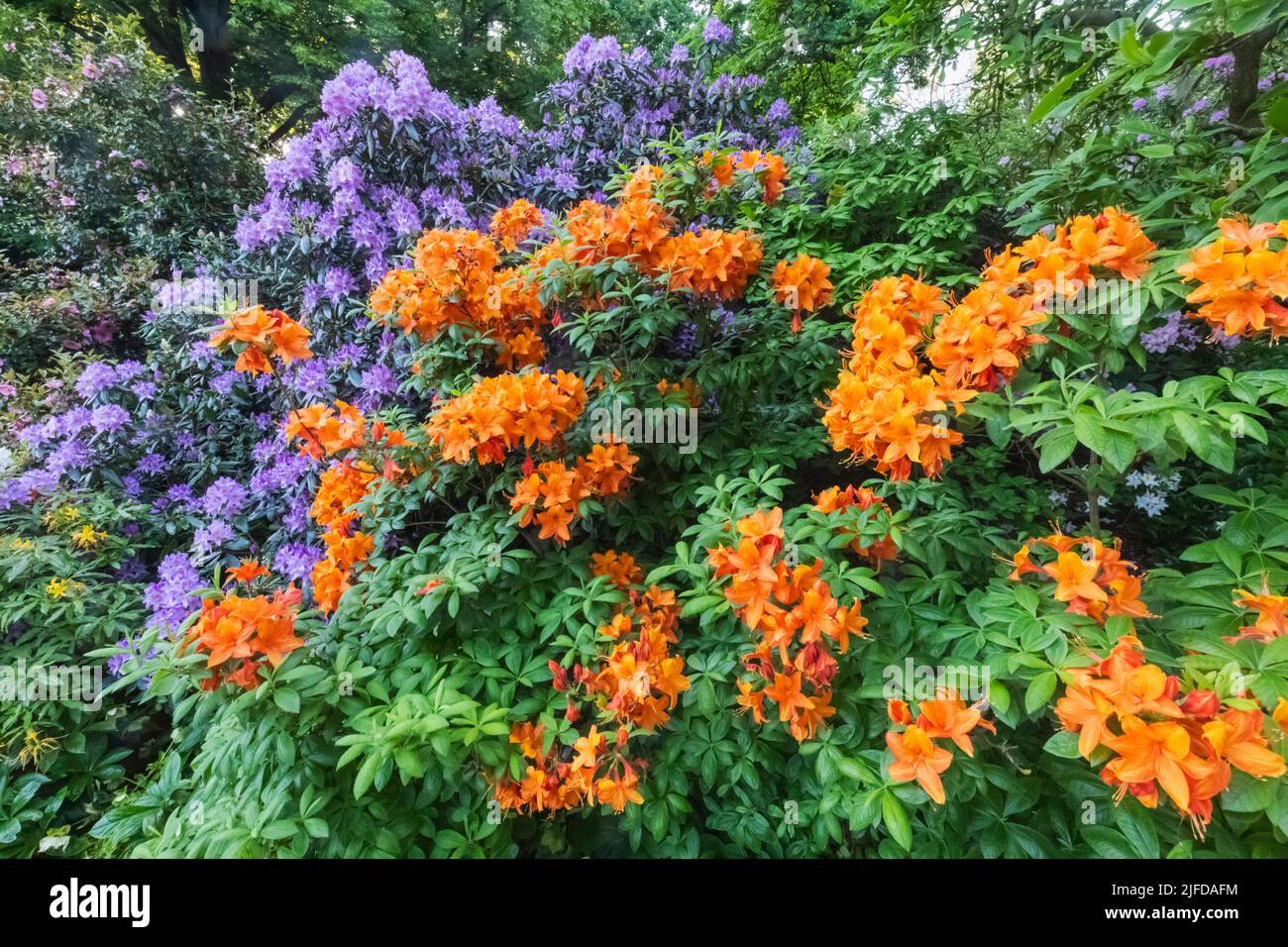 Azaleas in Bloom, Greenwich Park, Greenwich, London, England Stock ...