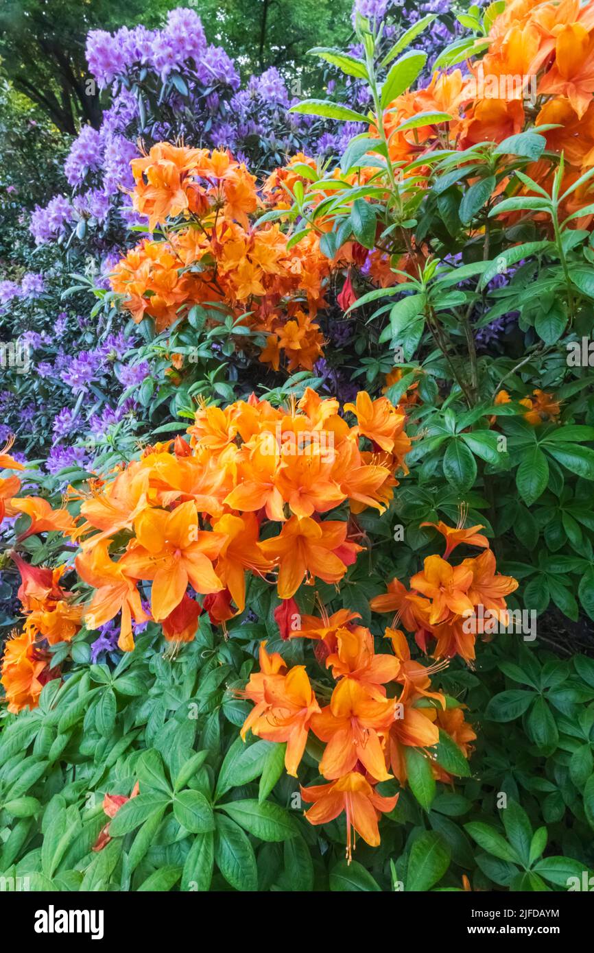 Azaleas in Bloom, Greenwich Park, Greenwich, London, England Stock ...