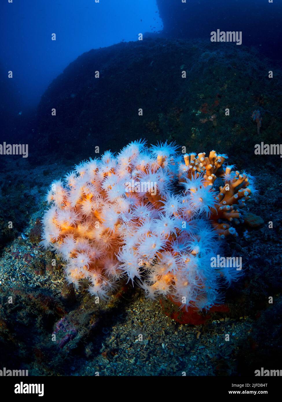 Orange Coral colony (Dendrophyllia ramea) in the Mediterranean sea ...