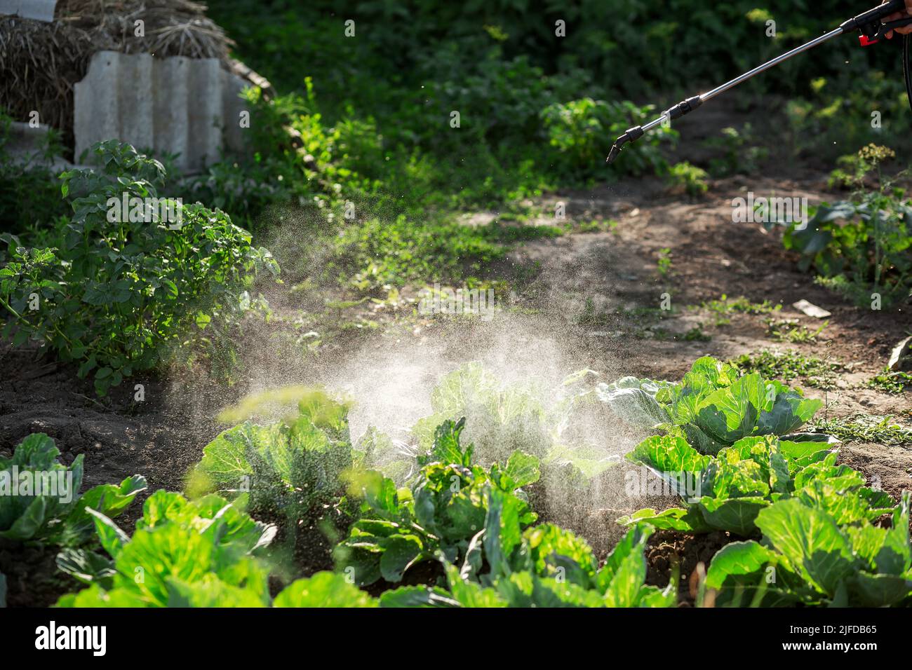 A poison sprayer with a telescopic tube sprays the spray onto the ...