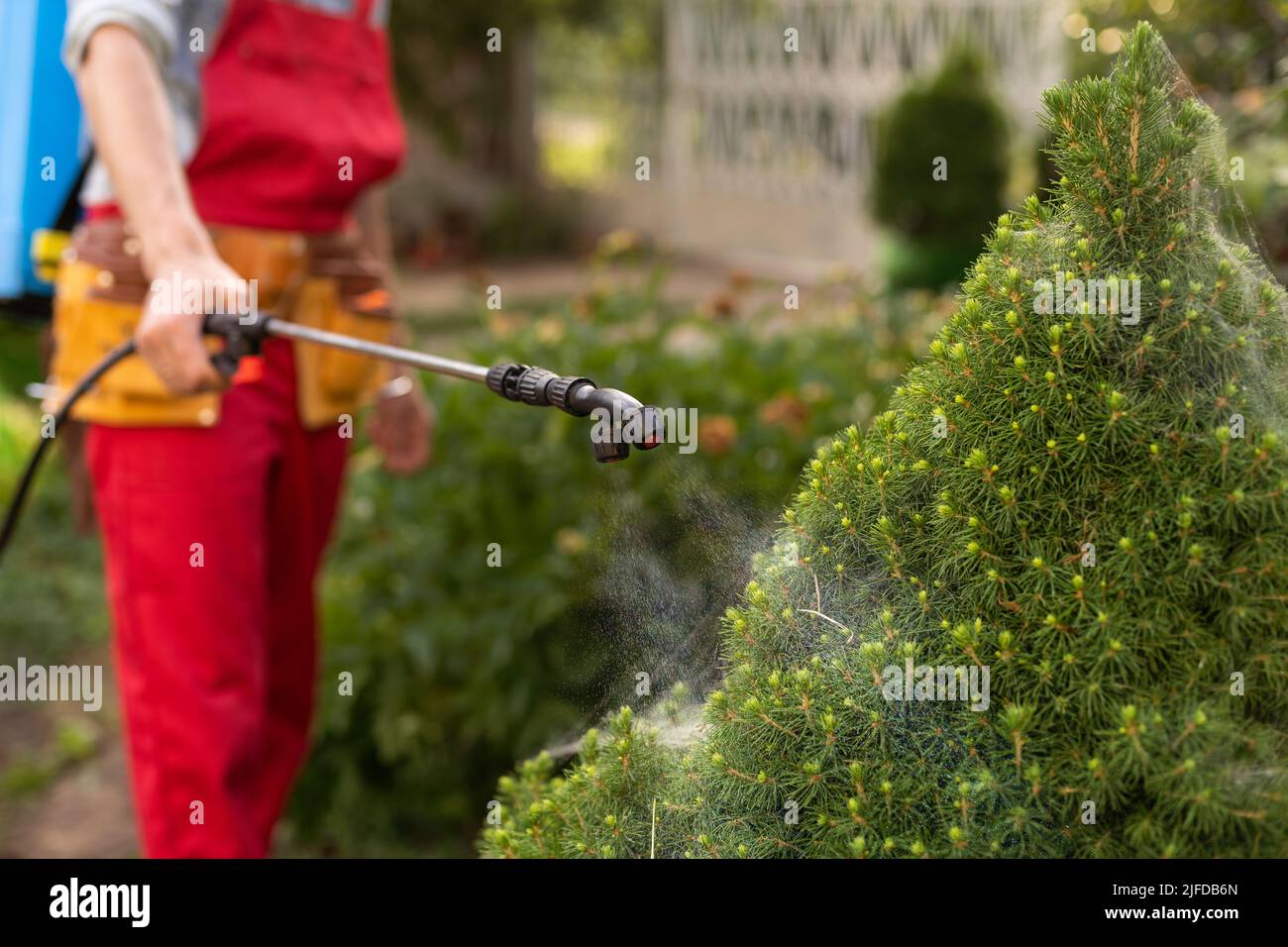 Gardener applying insecticide fertilizer to his thuja using a sprayer ...