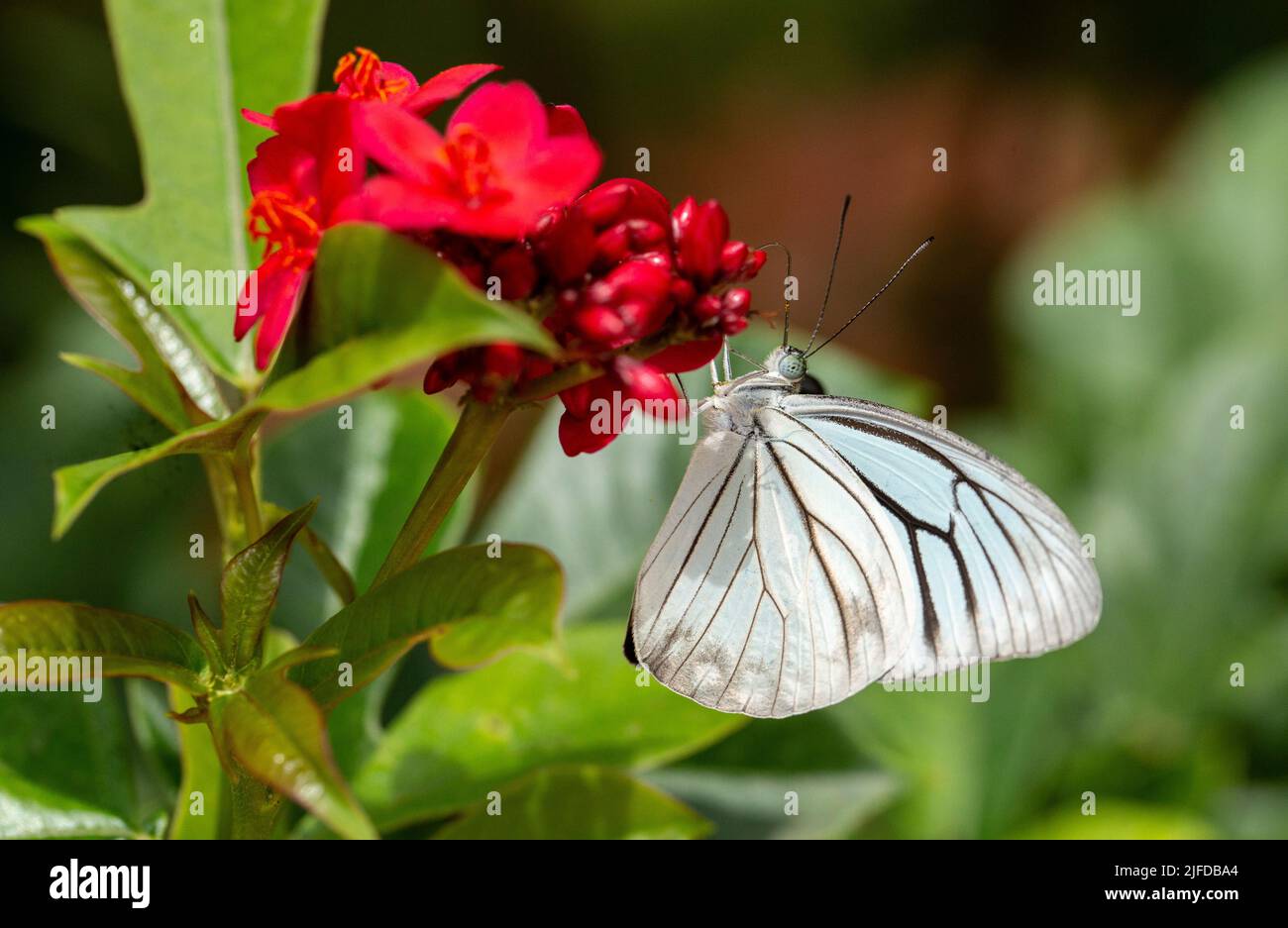 Common wanderer butterfly hi-res stock photography and images - Alamy