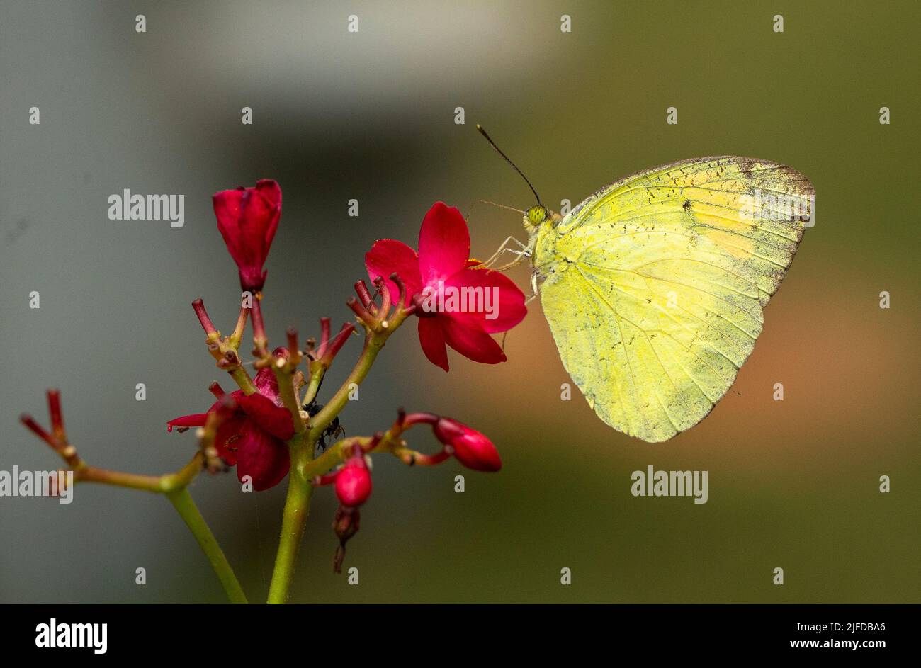 Butterfly park bangalore hi-res stock photography and images - Alamy