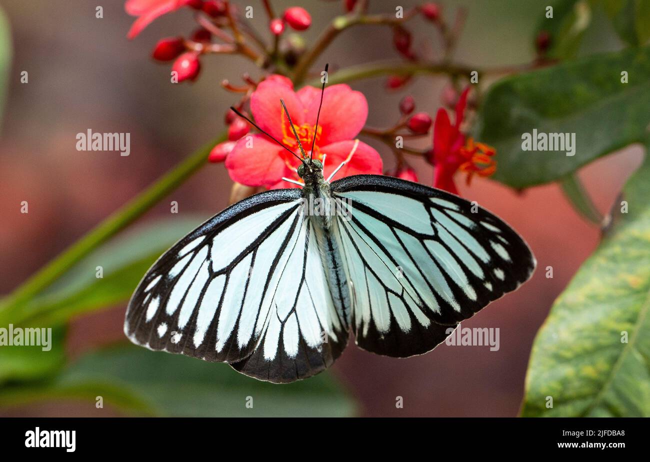 Common wanderer butterfly Stock Photo - Alamy