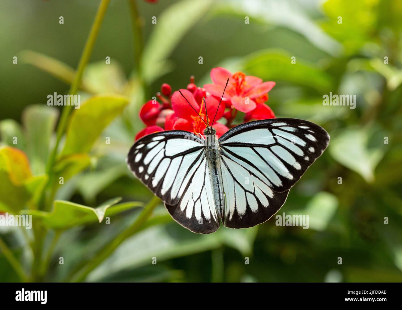 Common Wanderer Butterfly Stock Photo - Alamy