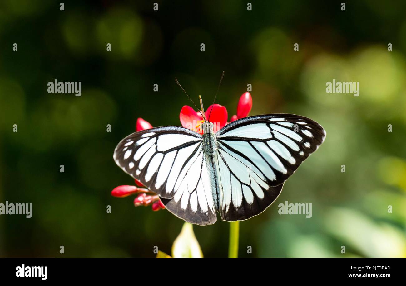 Common wanderer butterfly Stock Photo - Alamy