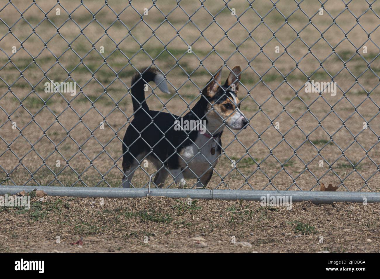 An adorable Rat Terrier playing behind bars in the sunlight Stock Photo ...
