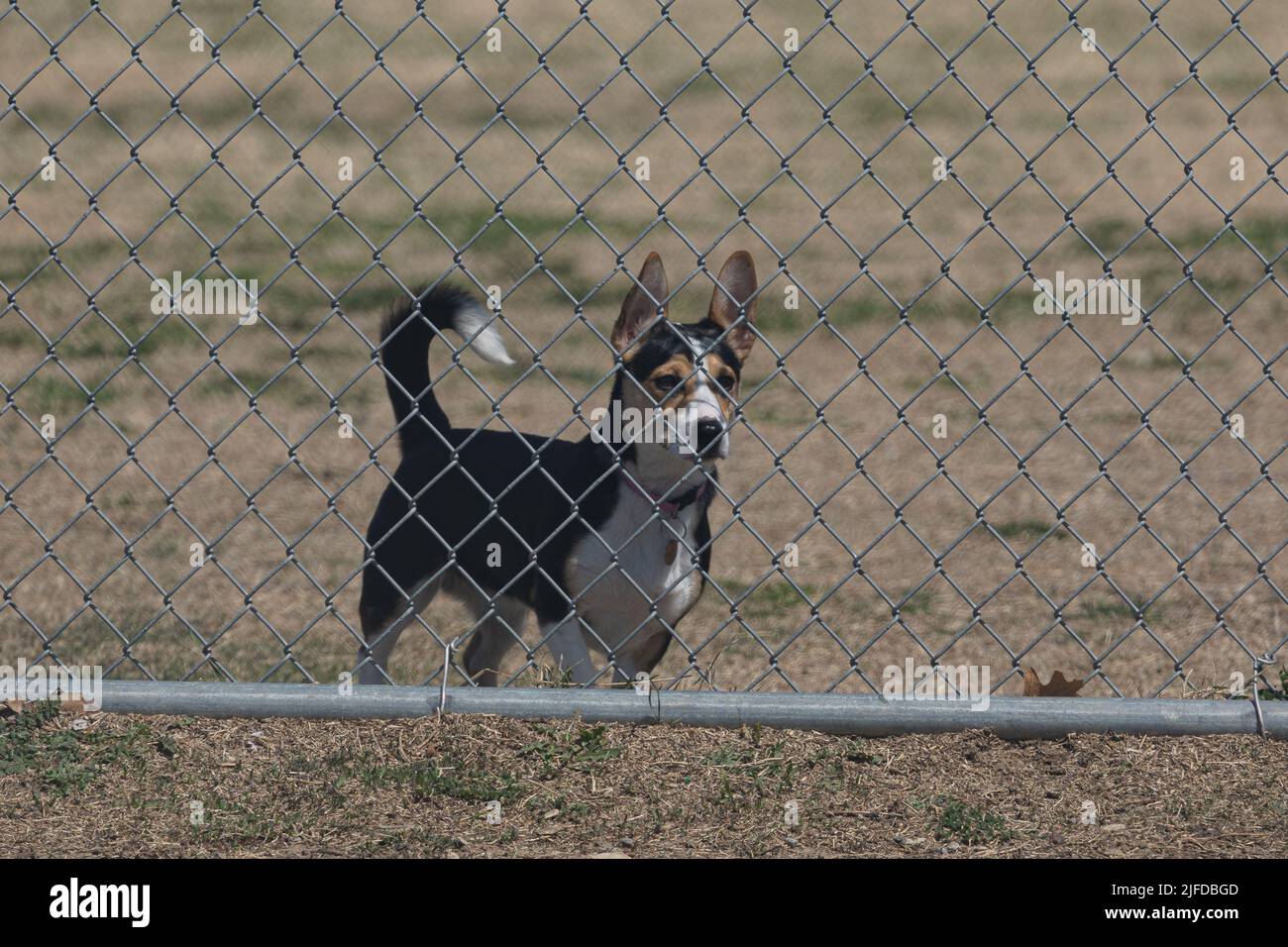 An adorable Rat Terrier playing behind bars in the sunlight Stock Photo ...