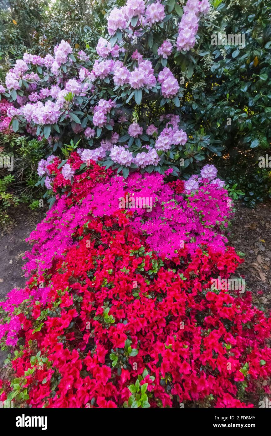 Azaleas in Bloom, Greenwich Park, Greenwich, London, England Stock ...
