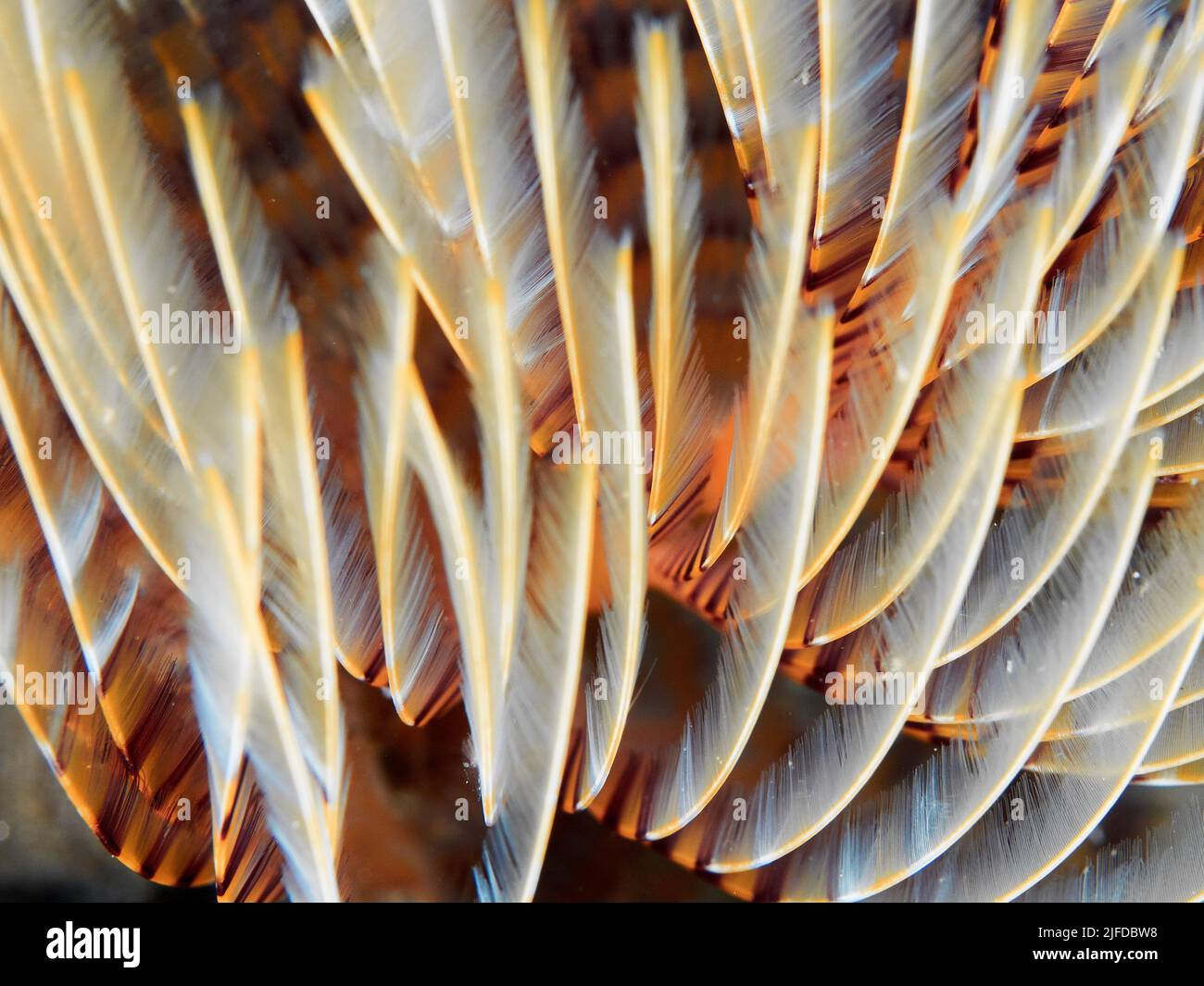 Texture of the gills of a tubeworm (Sabella spallanzani). Underwater ...