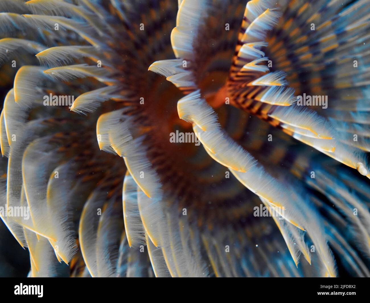 Texture of the gills of a tubeworm (Sabella spallanzani). Underwater ...