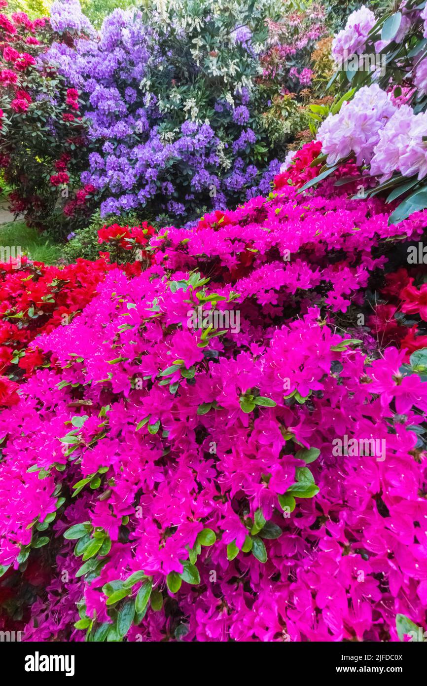 Azaleas in Bloom, Greenwich Park, Greenwich, London, England Stock ...