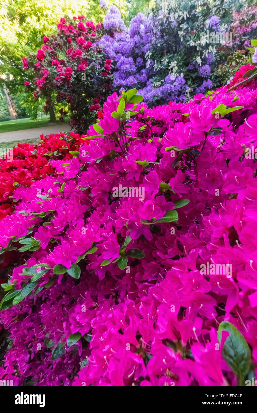 Azaleas in Bloom, Greenwich Park, Greenwich, London, England Stock ...