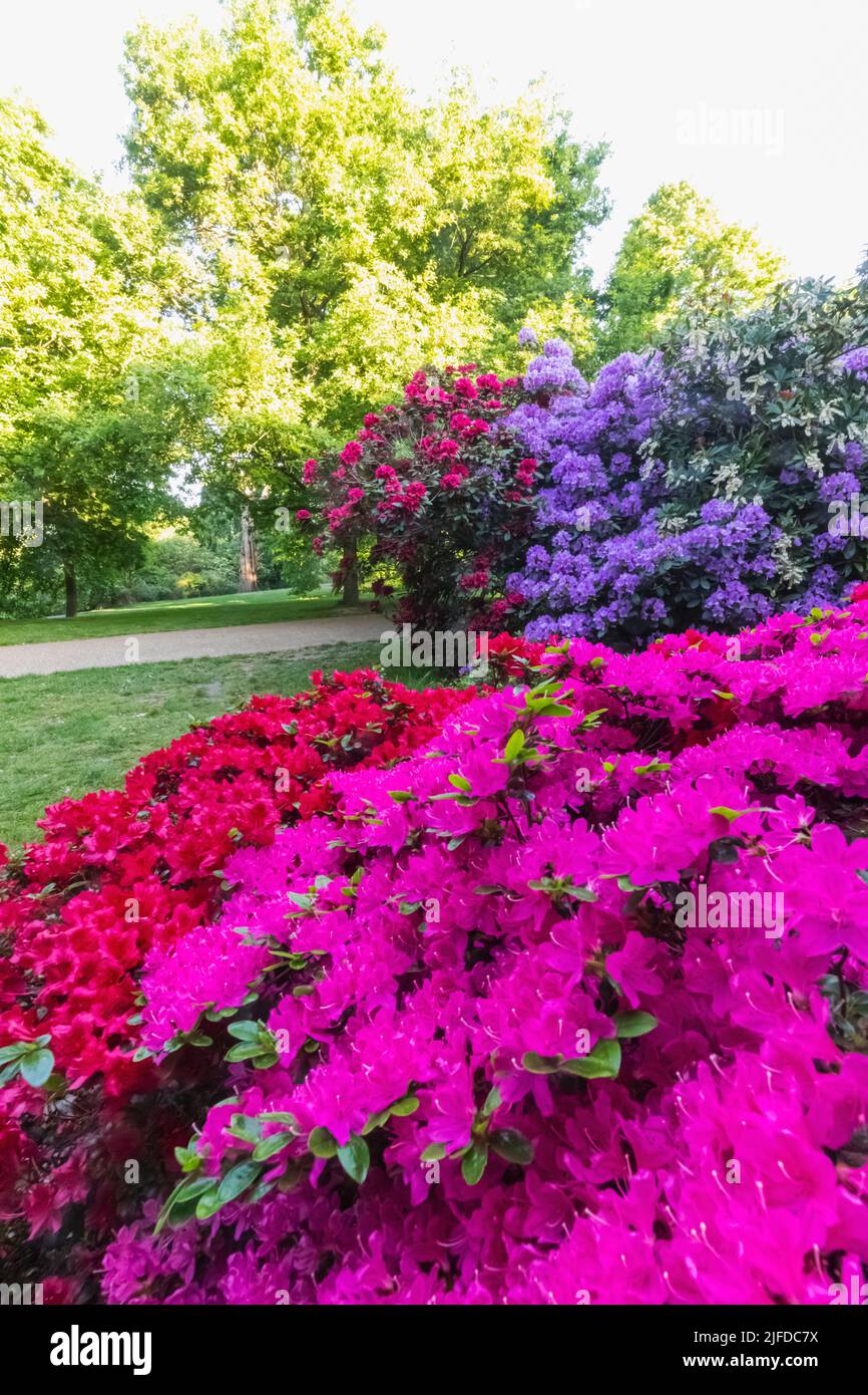 Azaleas in Bloom, Greenwich Park, Greenwich, London, England Stock ...