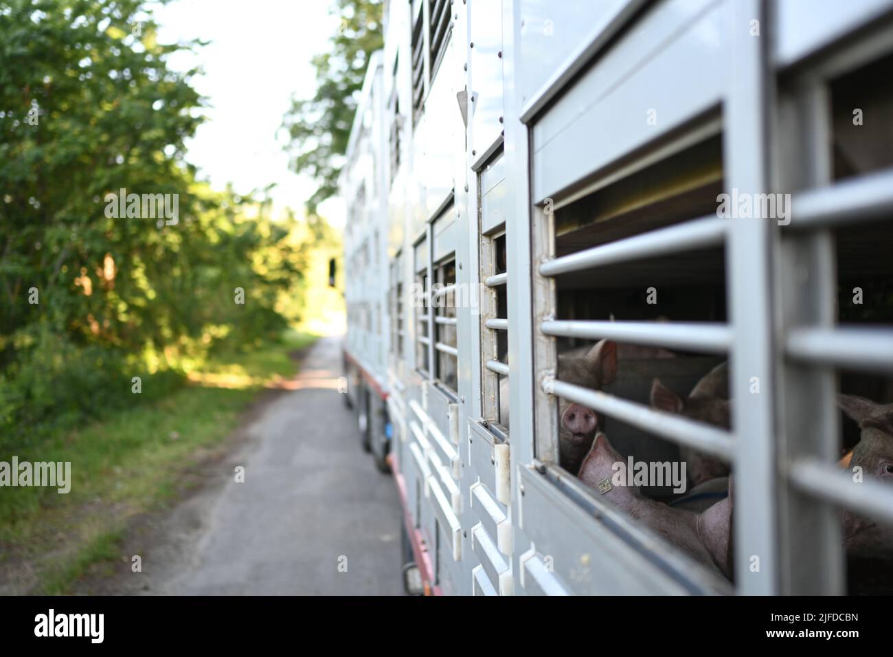 Asf pigs hi-res stock photography and images - Alamy