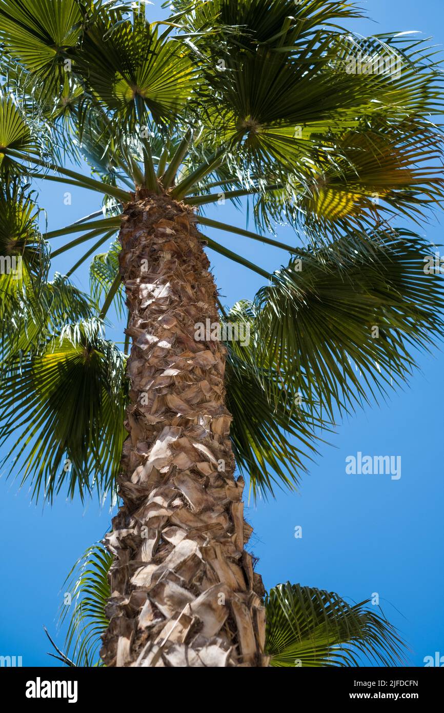 Palm tree trunk and branches, bottom view, background Stock Photo - Alamy