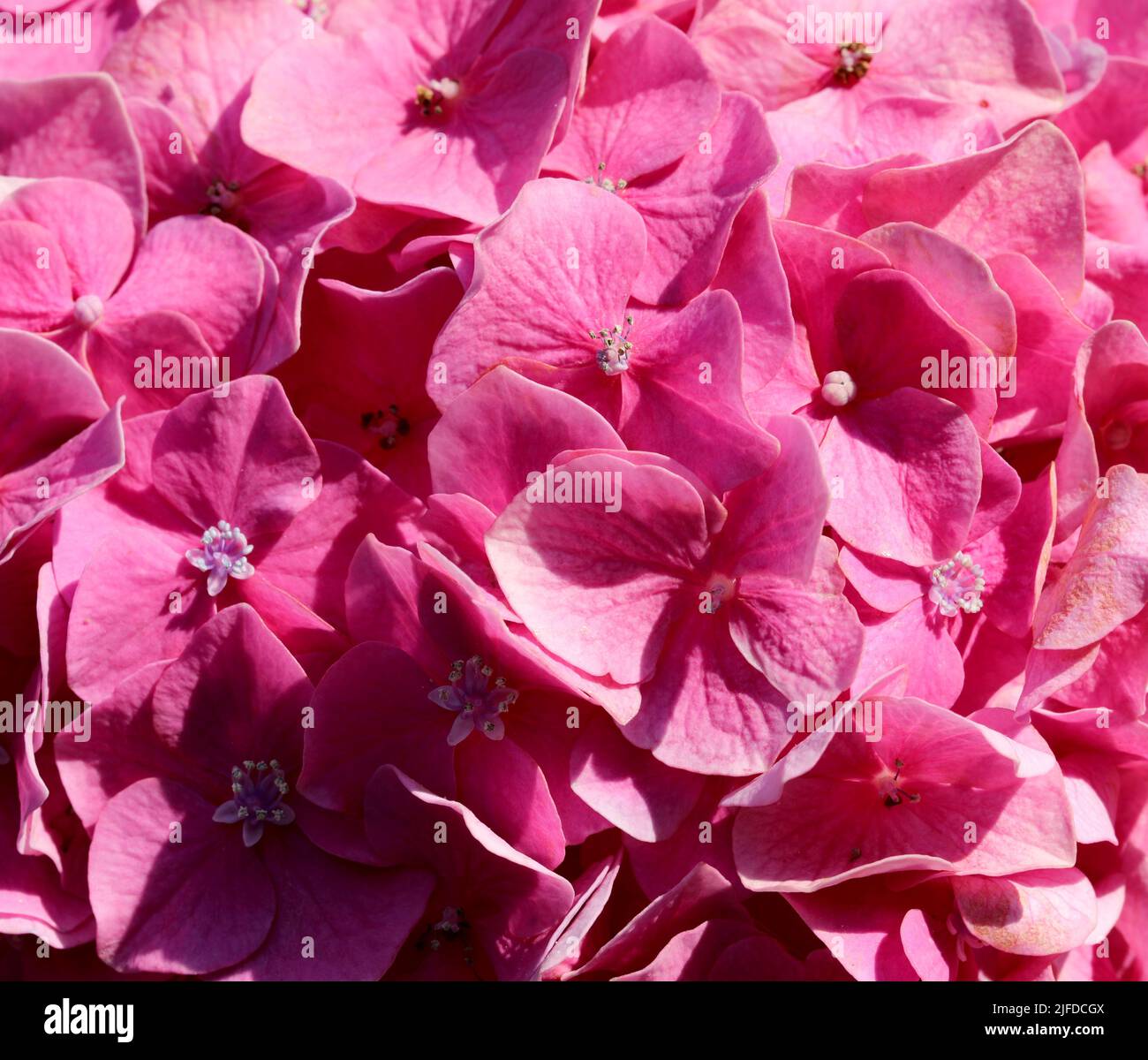 Enormous hydrangea flowers hi-res stock photography and images - Alamy