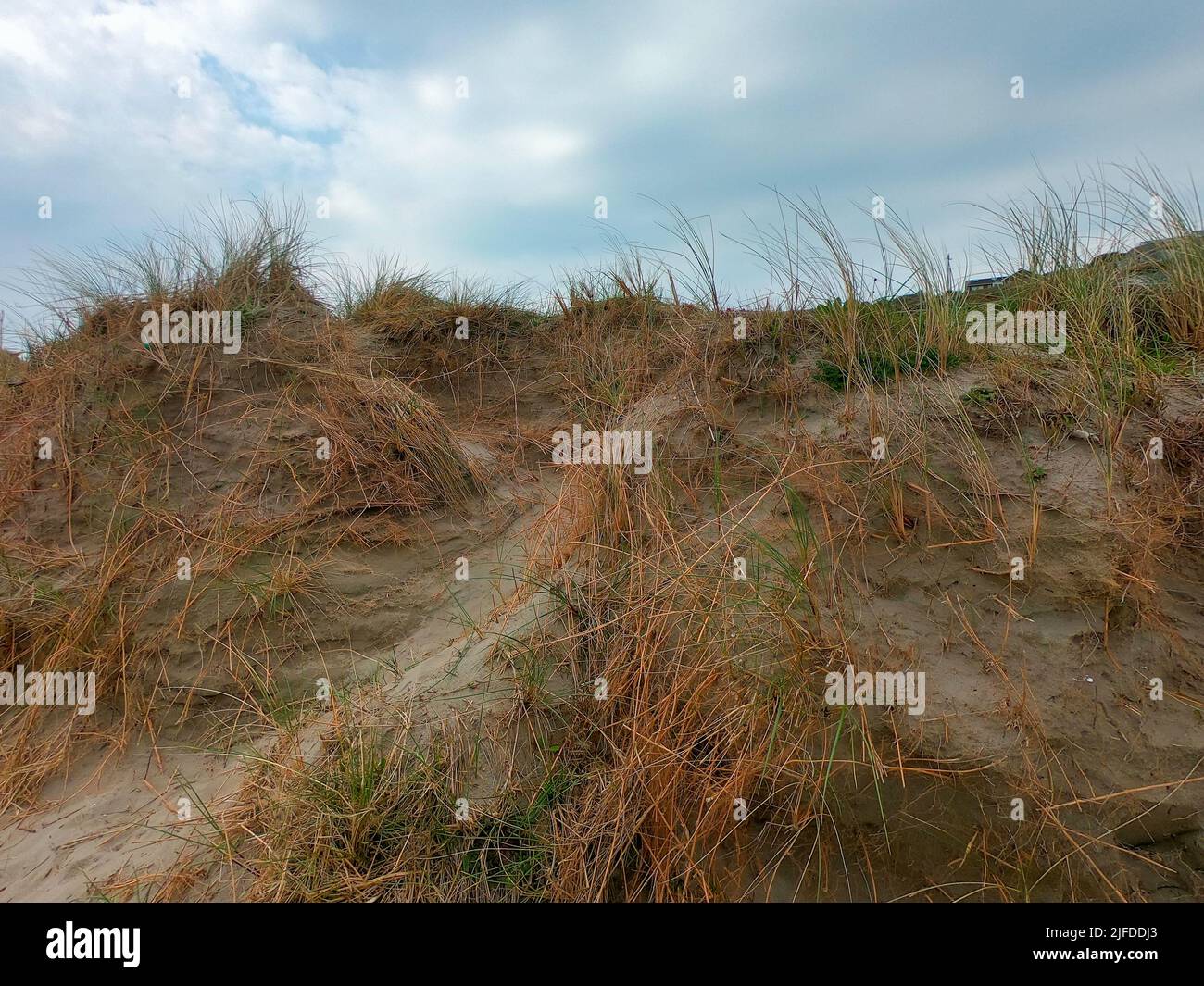 Dramatic sky, plants grow on sand. Cloudy sky over dry plants Stock ...