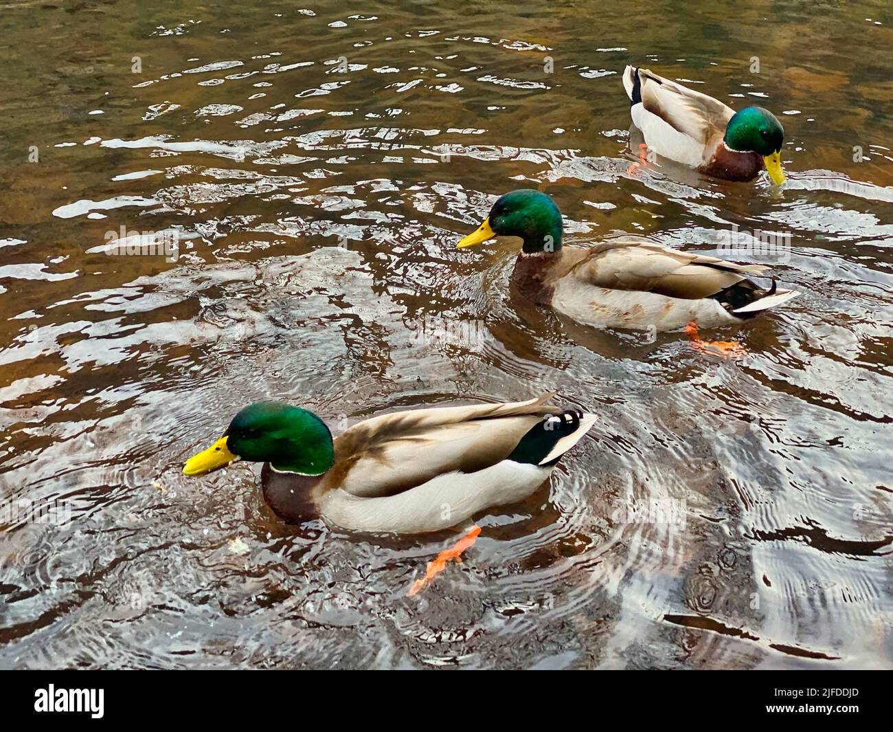 Ducks at the park in Devon Stock Photo - Alamy