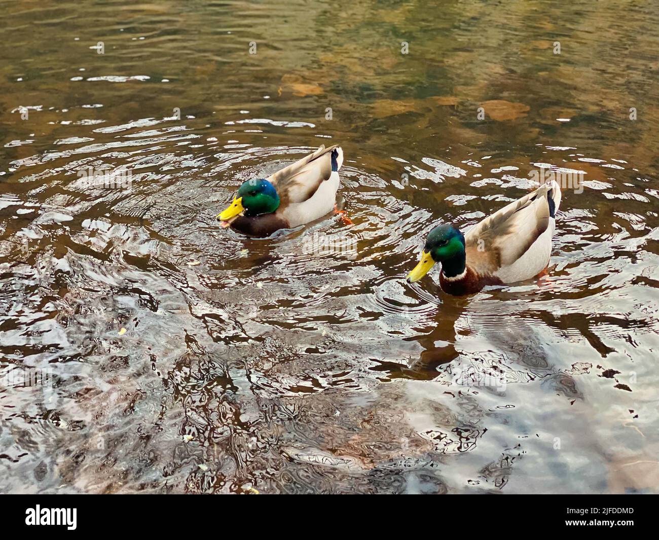 Ducks at the park in Devon Stock Photo - Alamy