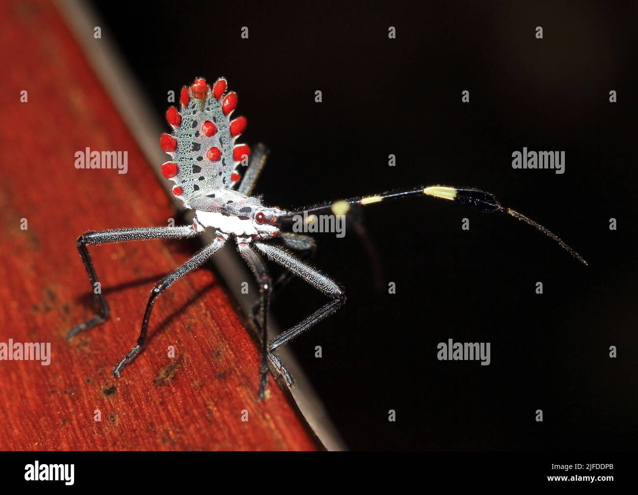 Leaf-footed Bug Nymph. Tambopata, Amazon Rainforest, Peru Stock Photo ...