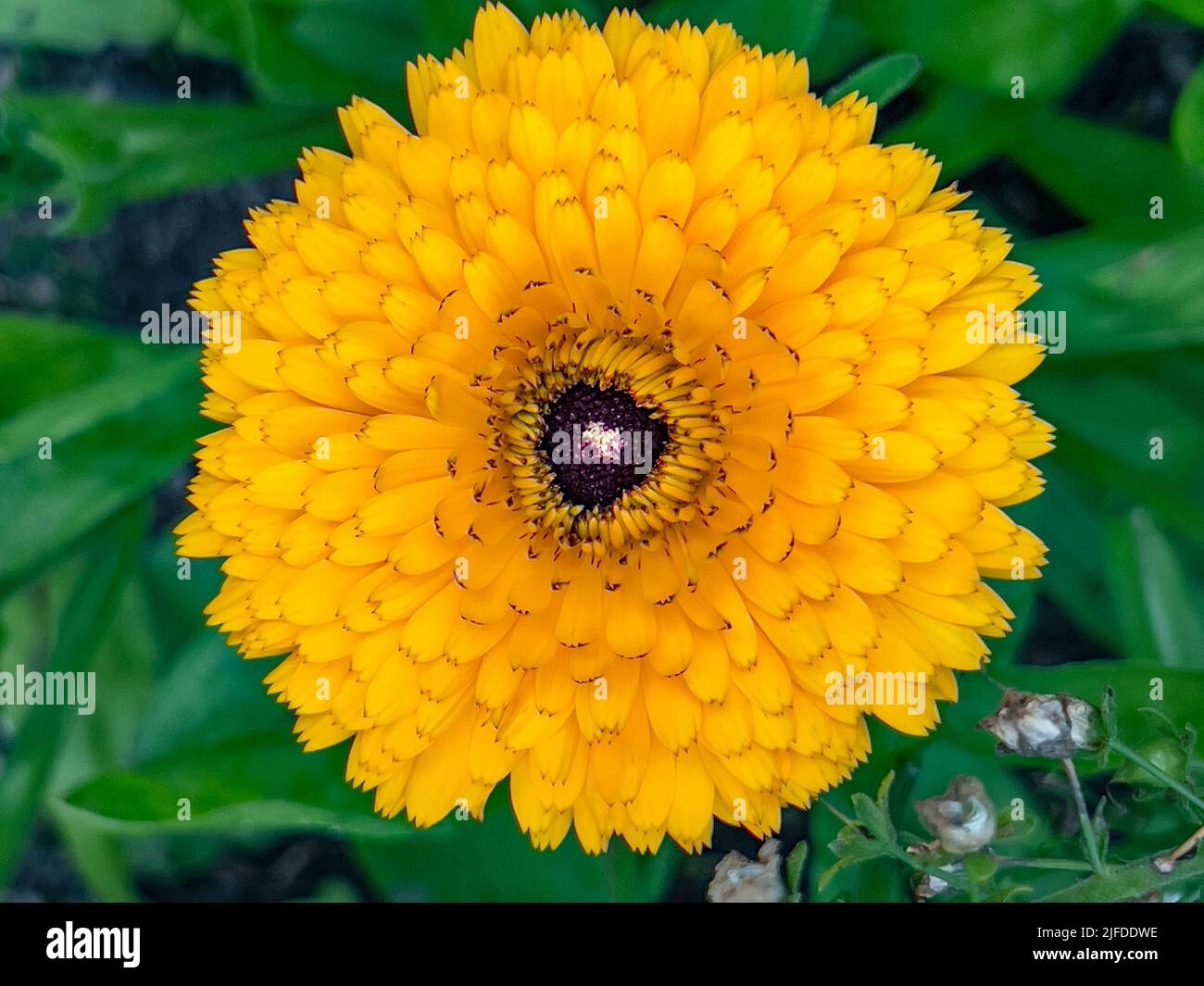 Pot marigold flower close hi-res stock photography and images - Alamy