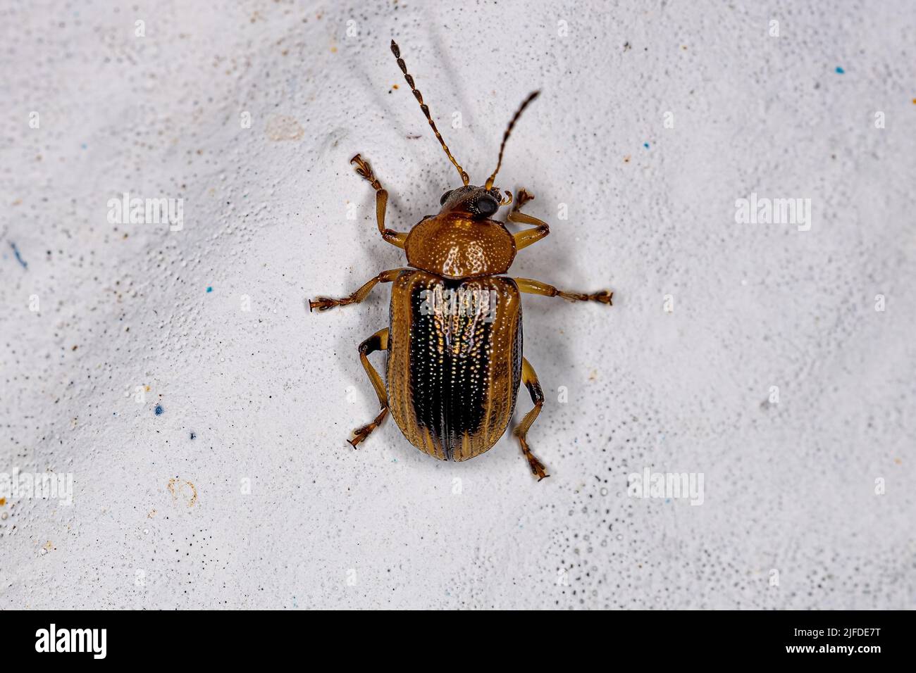 Adult Leaf Beetle of the Subfamily Eumolpinae Stock Photo - Alamy