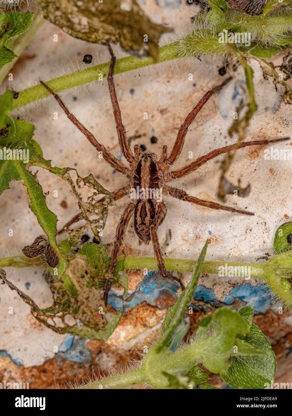 Small Wolf Spider of the Family Lycosidae Stock Photo - Alamy