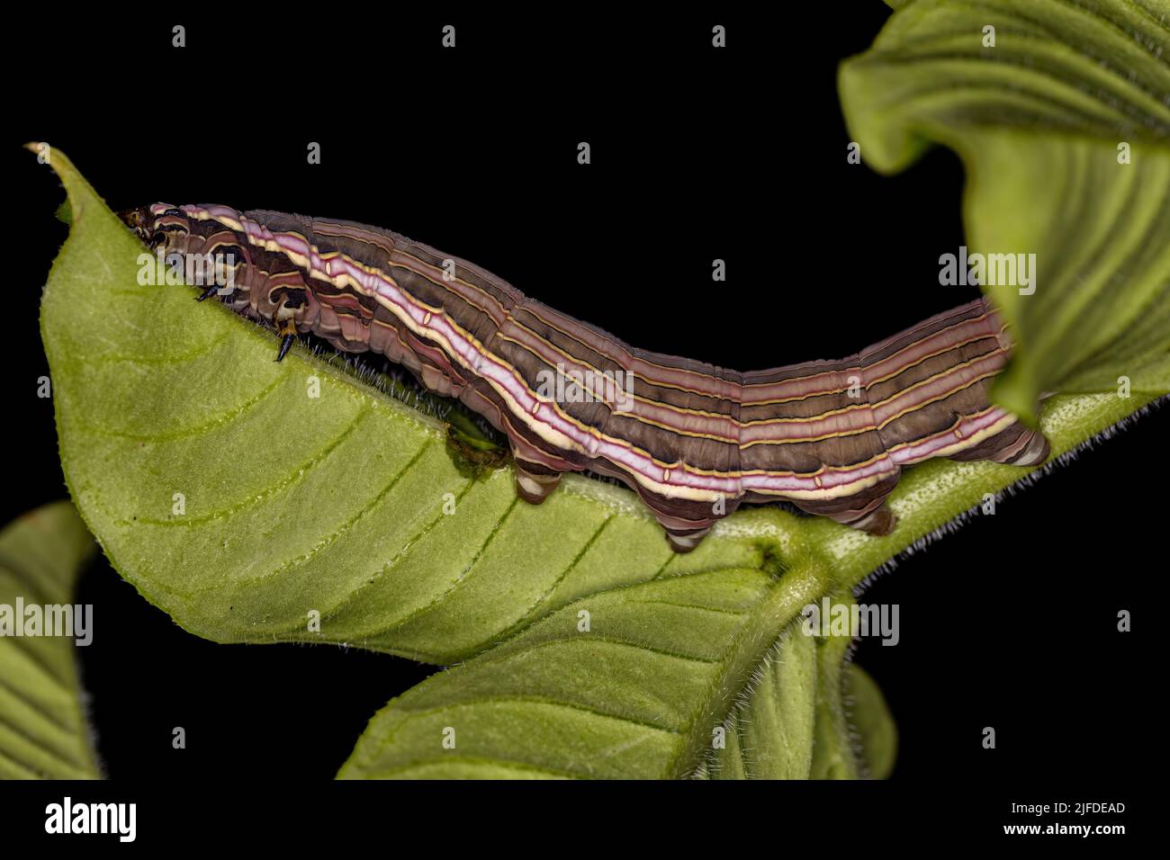 Macroglossine Sphinx Moth Caterpillar of the species Isognathus ...