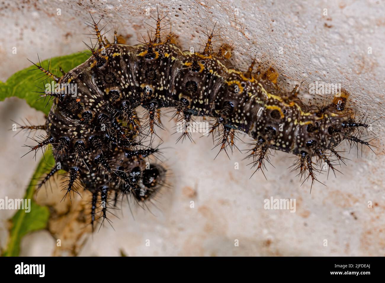 small moth larva of the Order Lepidoptera Stock Photo - Alamy
