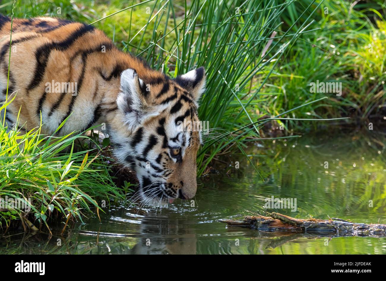 A Siberian tiger drinking water from the lake Stock Photo - Alamy