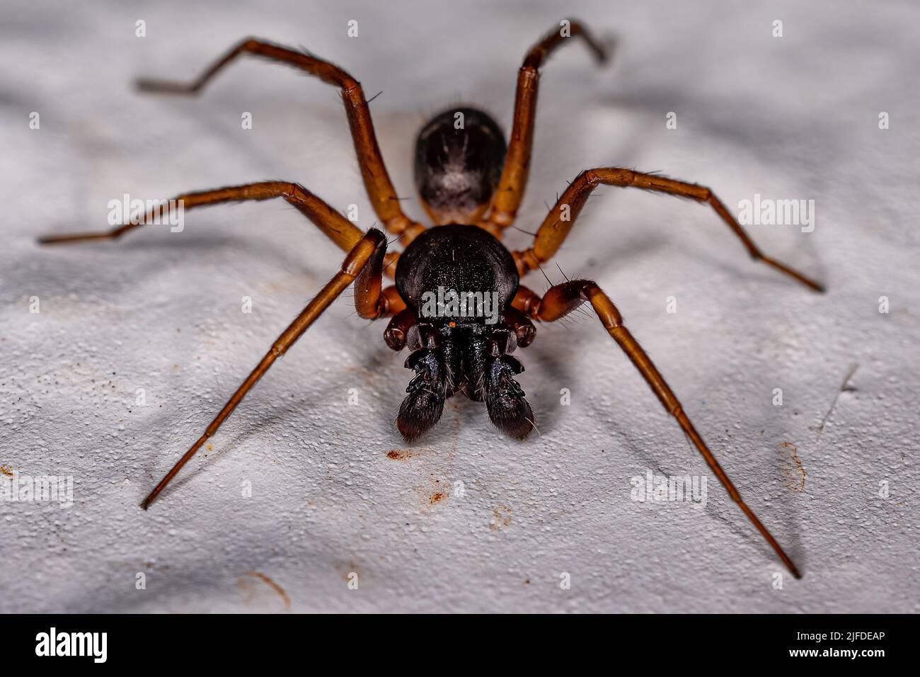Male Adult Ant mimic Sac Spider of the species Falconina gracilis Stock ...