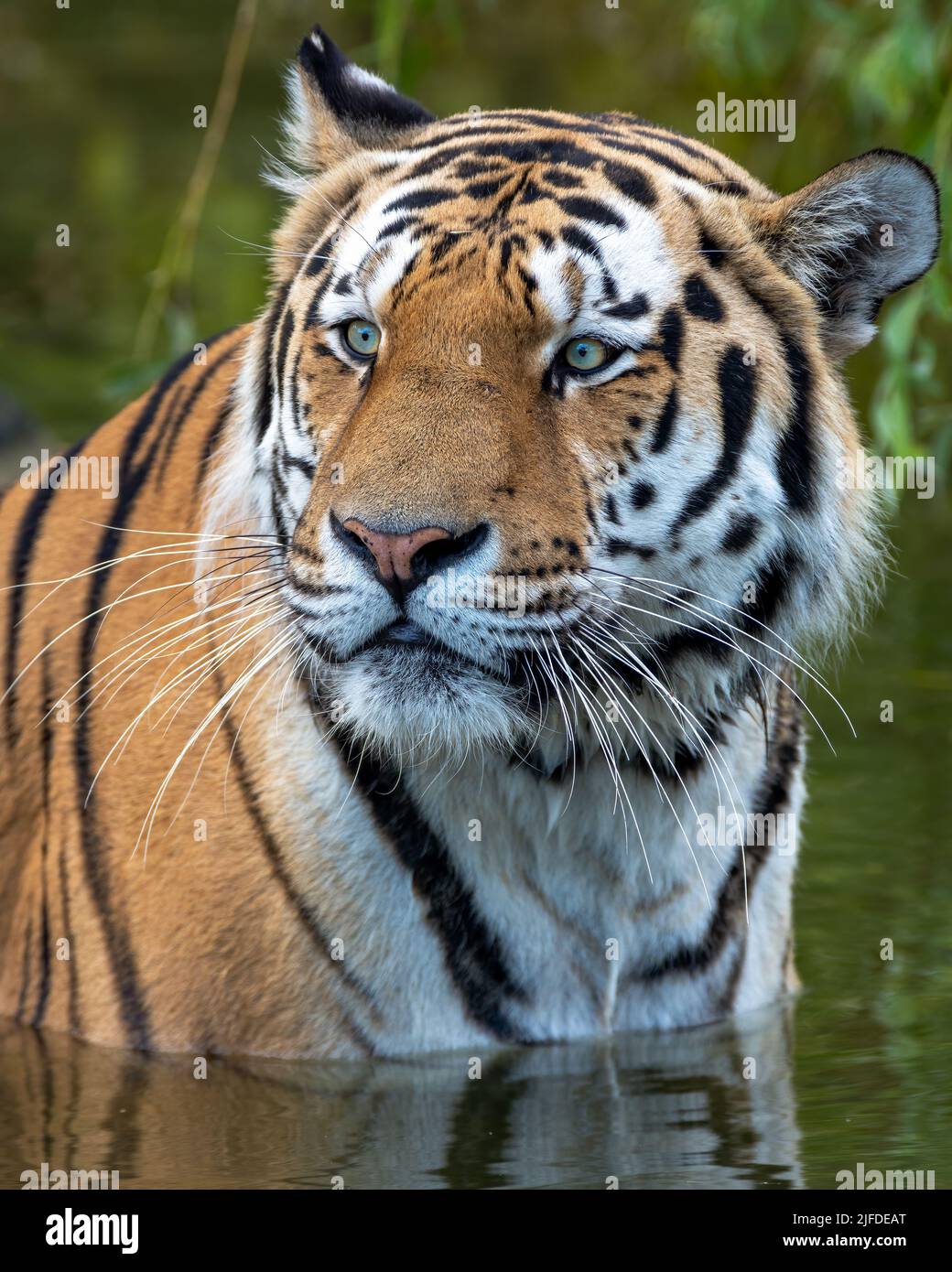 A vertical shot of a Siberian tiger in the water Stock Photo - Alamy
