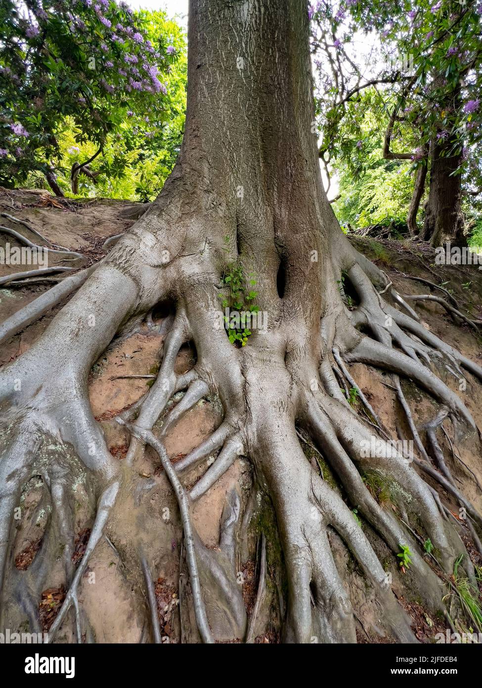 The roots of a tree Stock Photo - Alamy