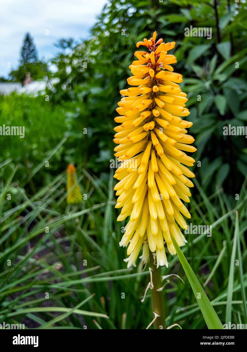 Red Hot Poker - Kniphofia. This type is called a 'Wrexham Buttercup ...