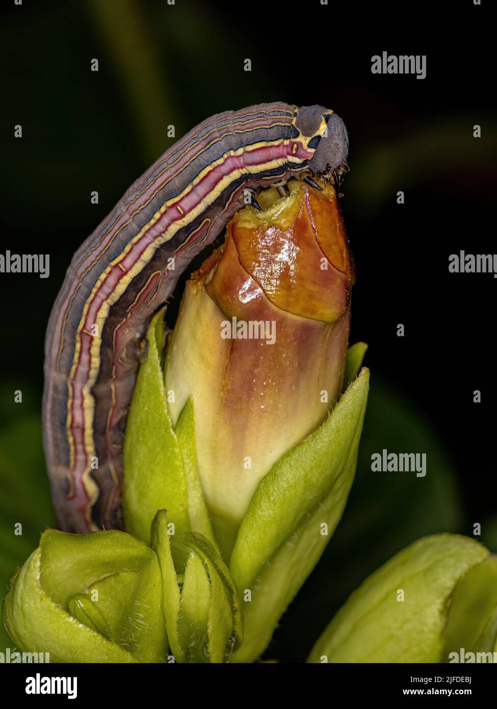 Macroglossine Sphinx Moth Caterpillar of the species Isognathus ...