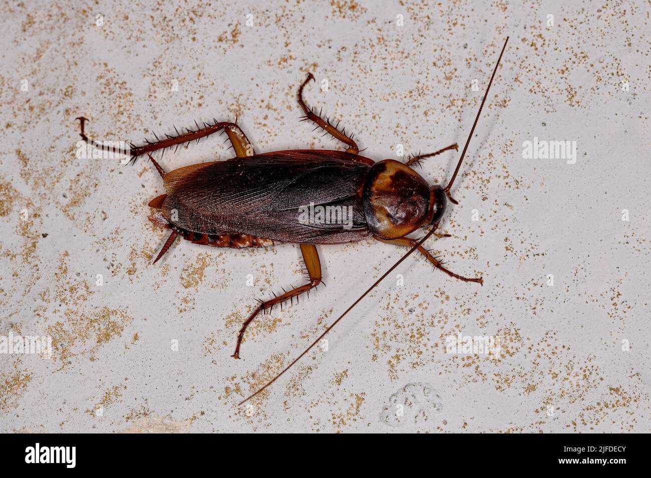 Adult American Cockroach of the species Periplaneta americana Stock ...