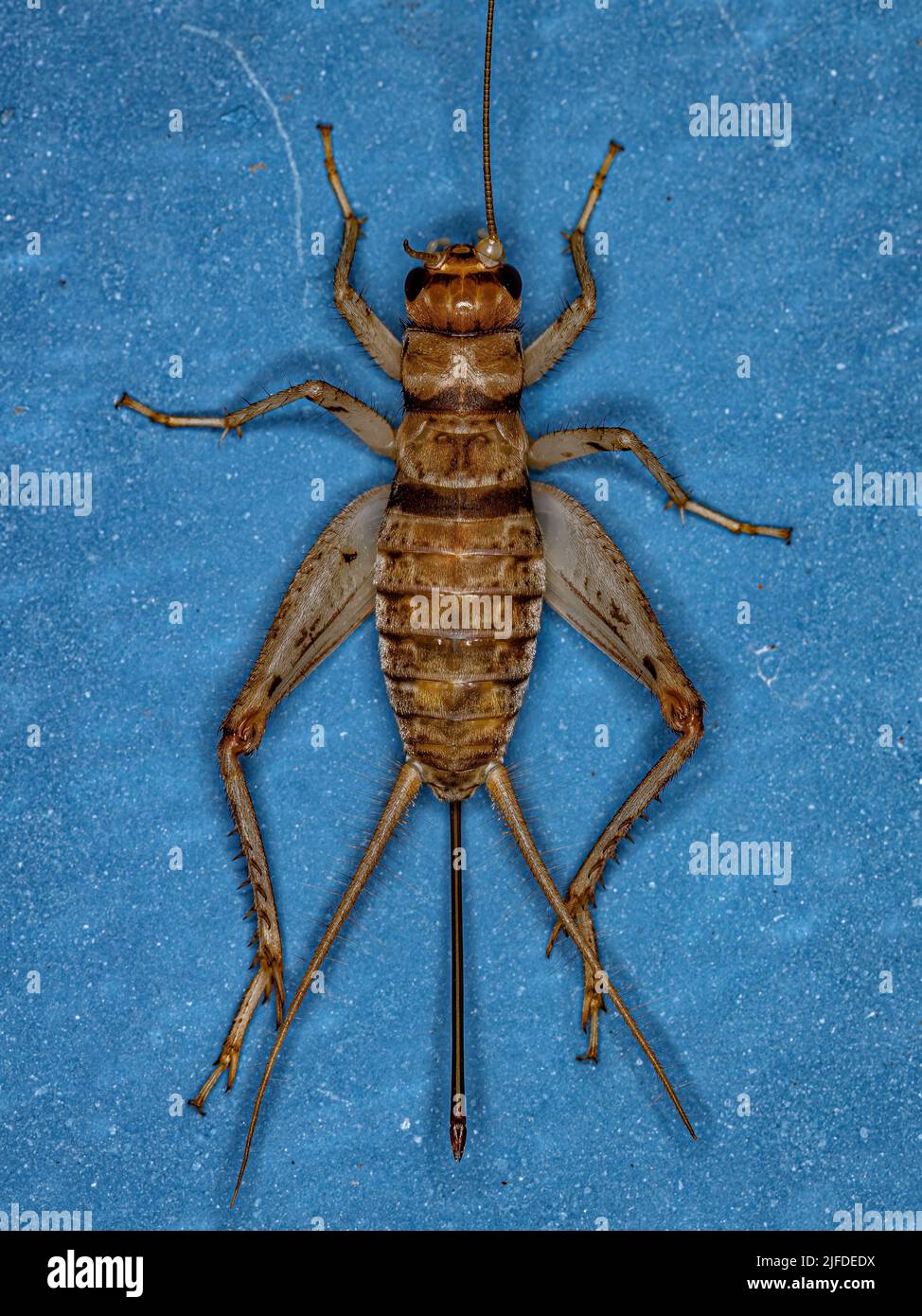 Female Field Cricket of the Genus Gryllodes Stock Photo - Alamy
