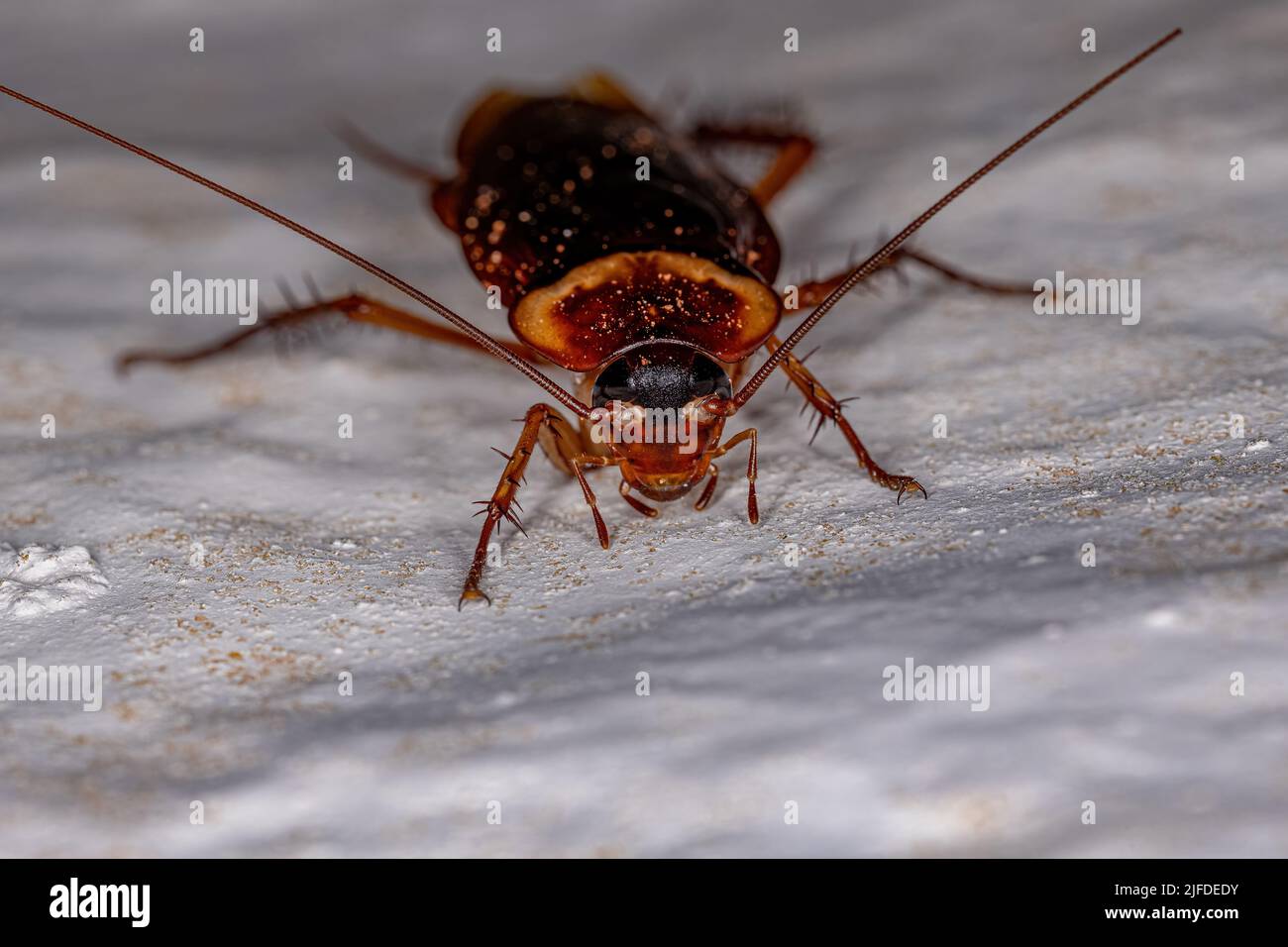 Adult American Cockroach of the species Periplaneta americana Stock ...