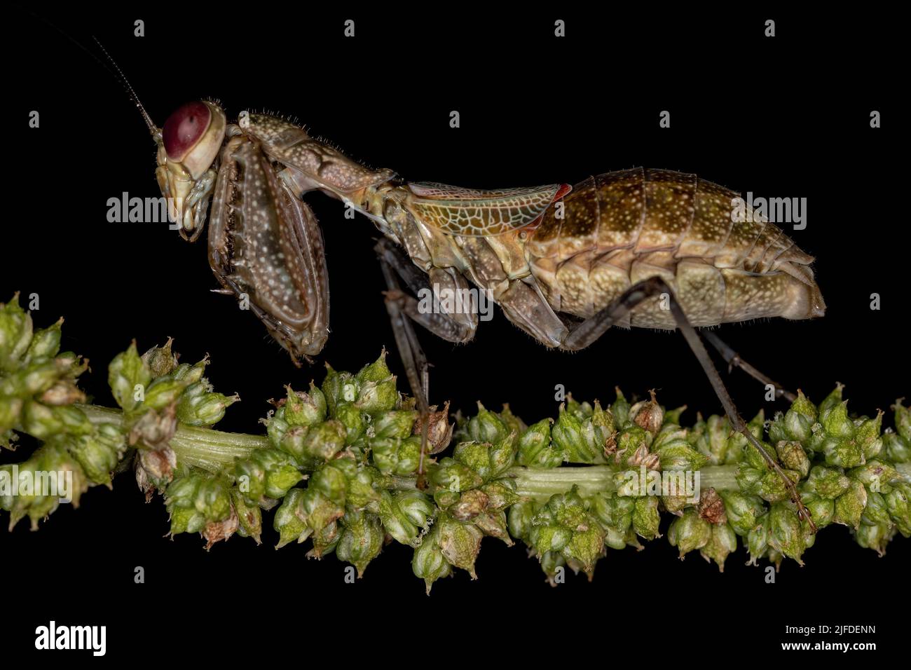 Acontistid Mantis Nymph of the Genus Acontista Stock Photo - Alamy